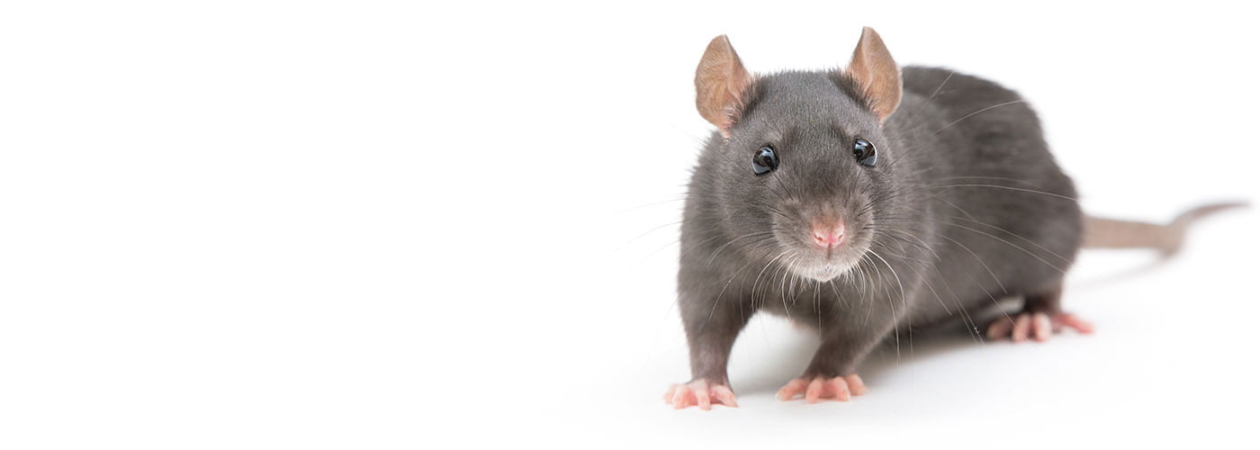 Muizenbestrijding en preventie - Muis in Huis